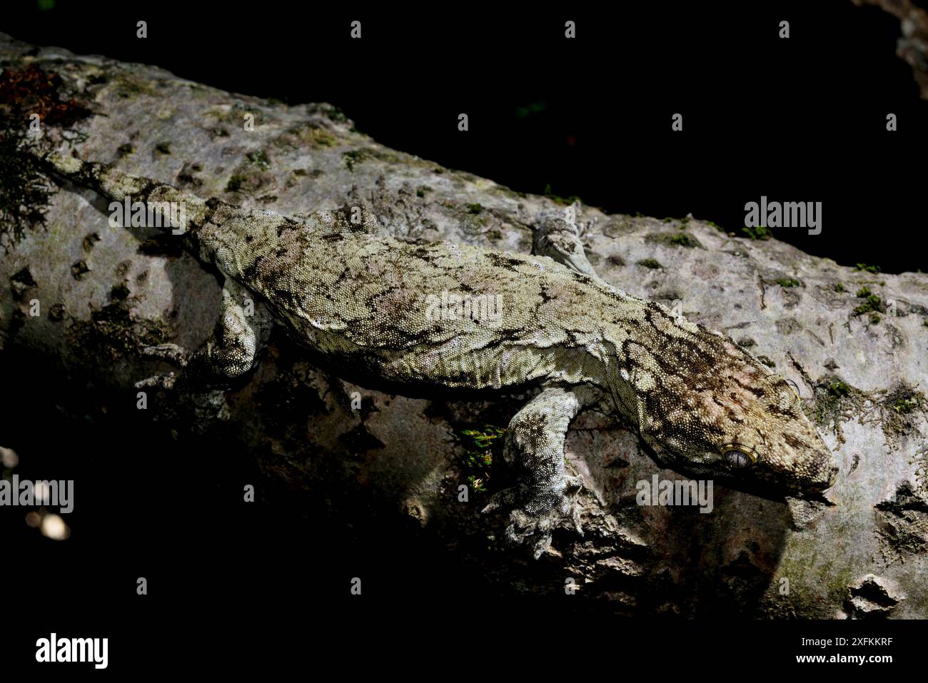 Henkel's giant gecko (Rhacodactylus leachianus henkeli) Isle of Pines ...