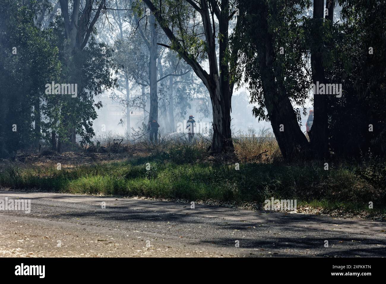People escape from a fire with lots of smoke. tree devoured by flames ...