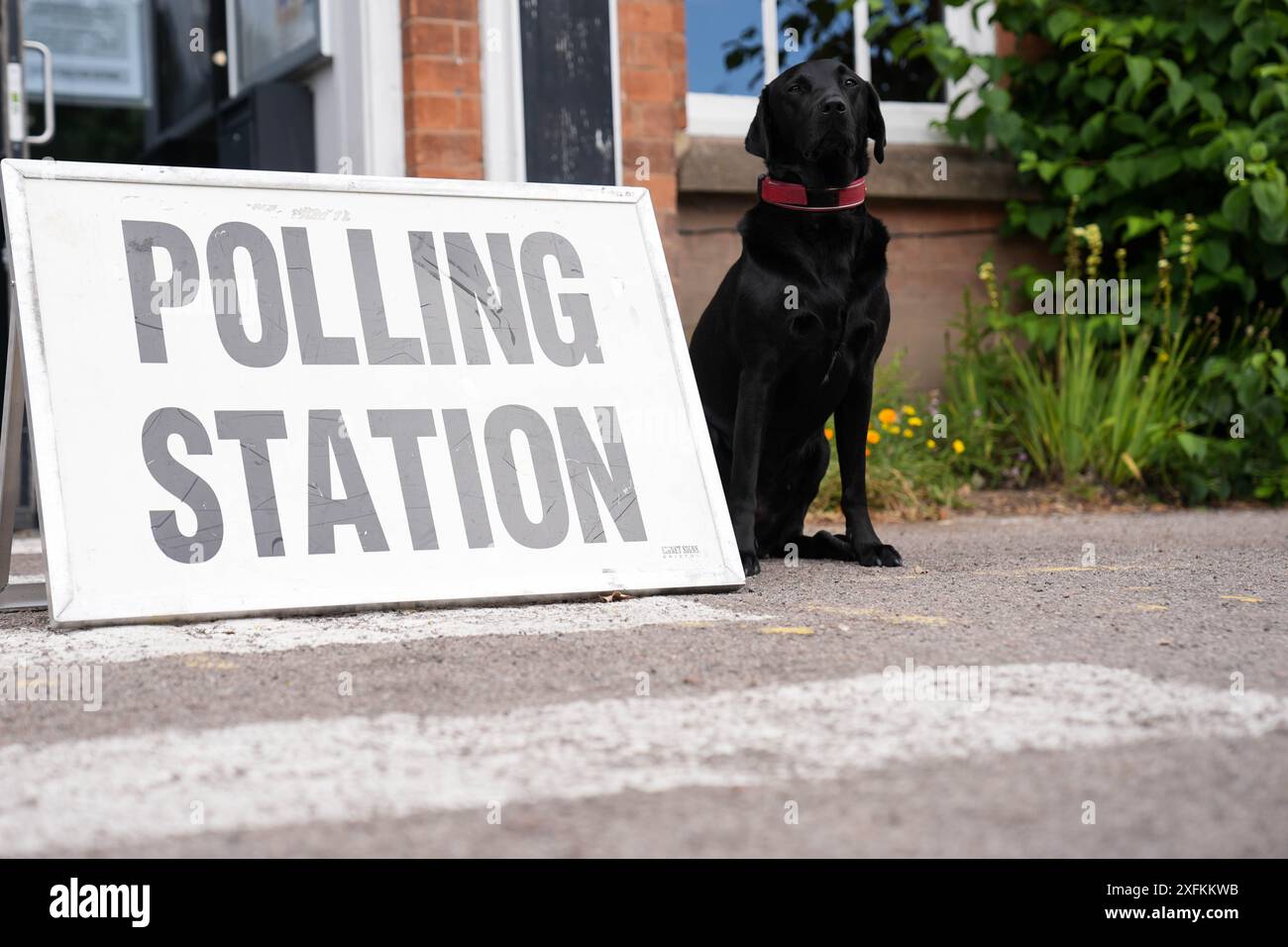 A black Labrador outside a polling station in Warwick during the 2024 ...