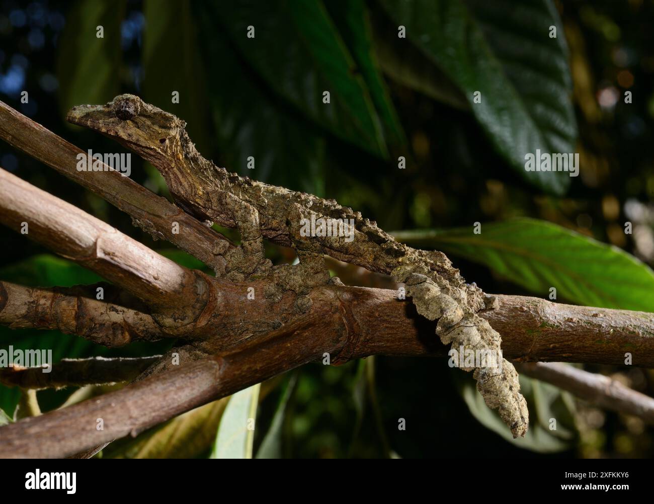Leaf-tailed gecko (Uroplatus pietschmanni). Captive, occurs in Alaotra ...
