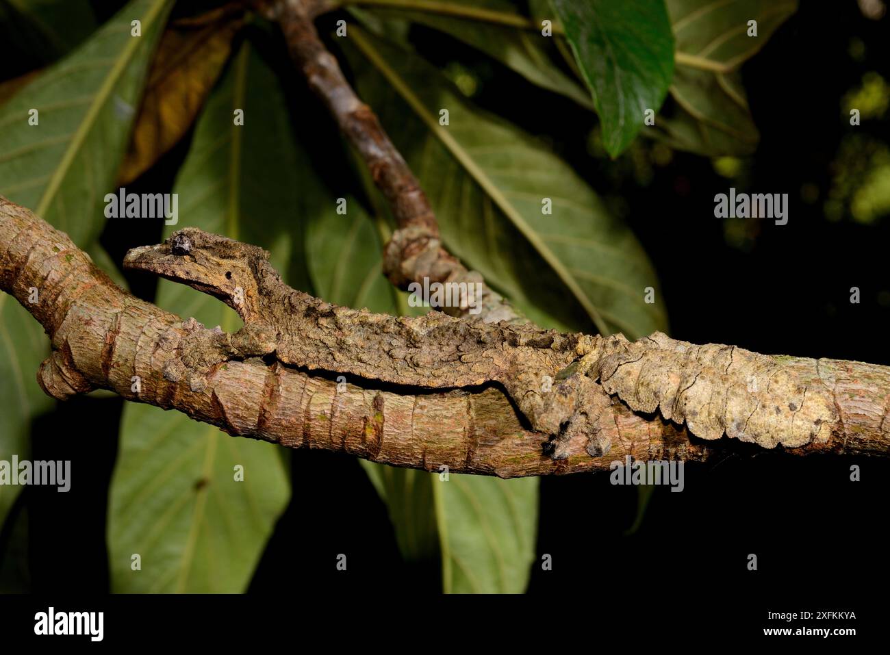 Leaf-tailed gecko (Uroplatus pietschmanni). Captive, occurs in Alaotra ...