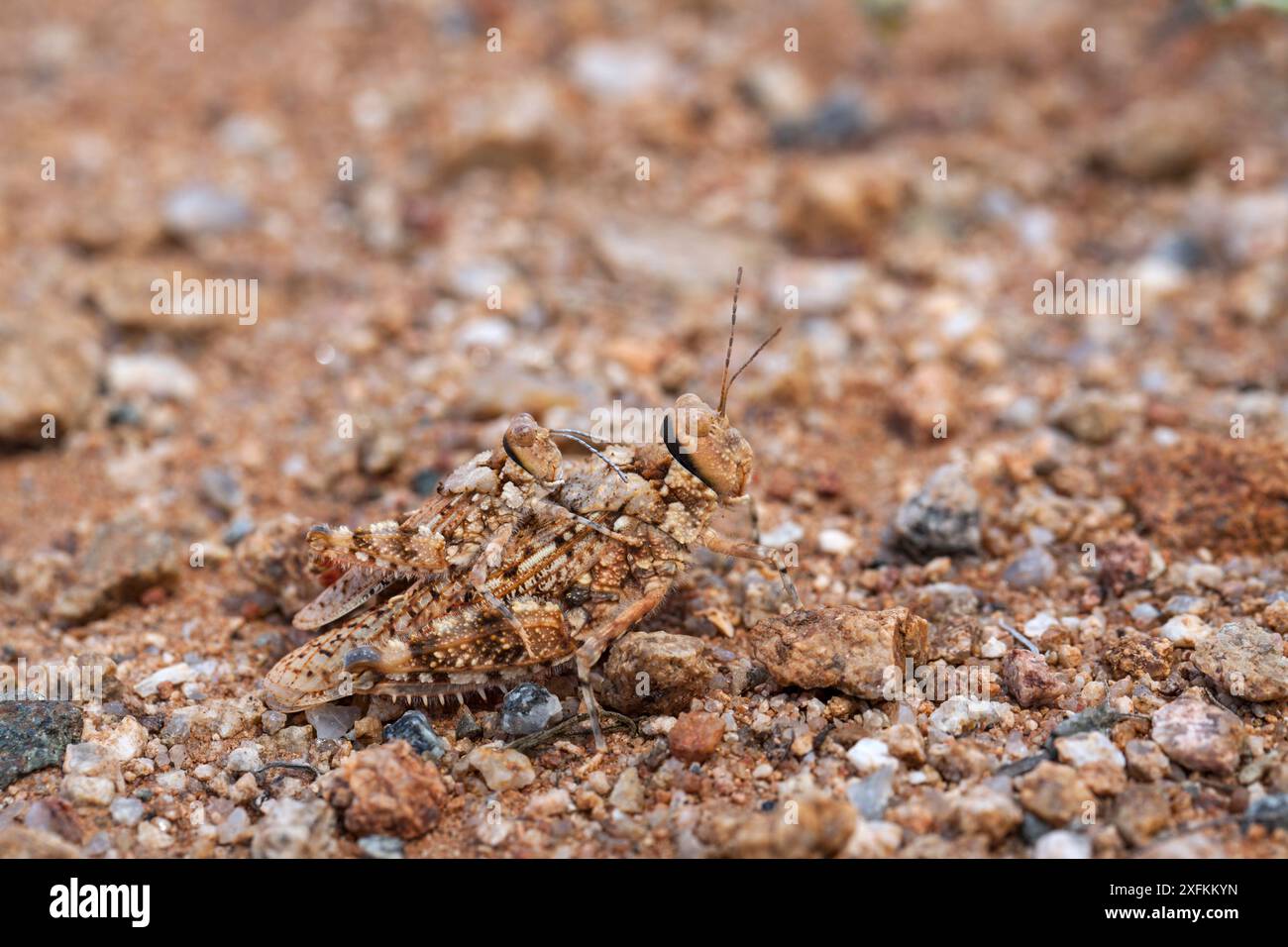 Springbok mating hi-res stock photography and images - Alamy
