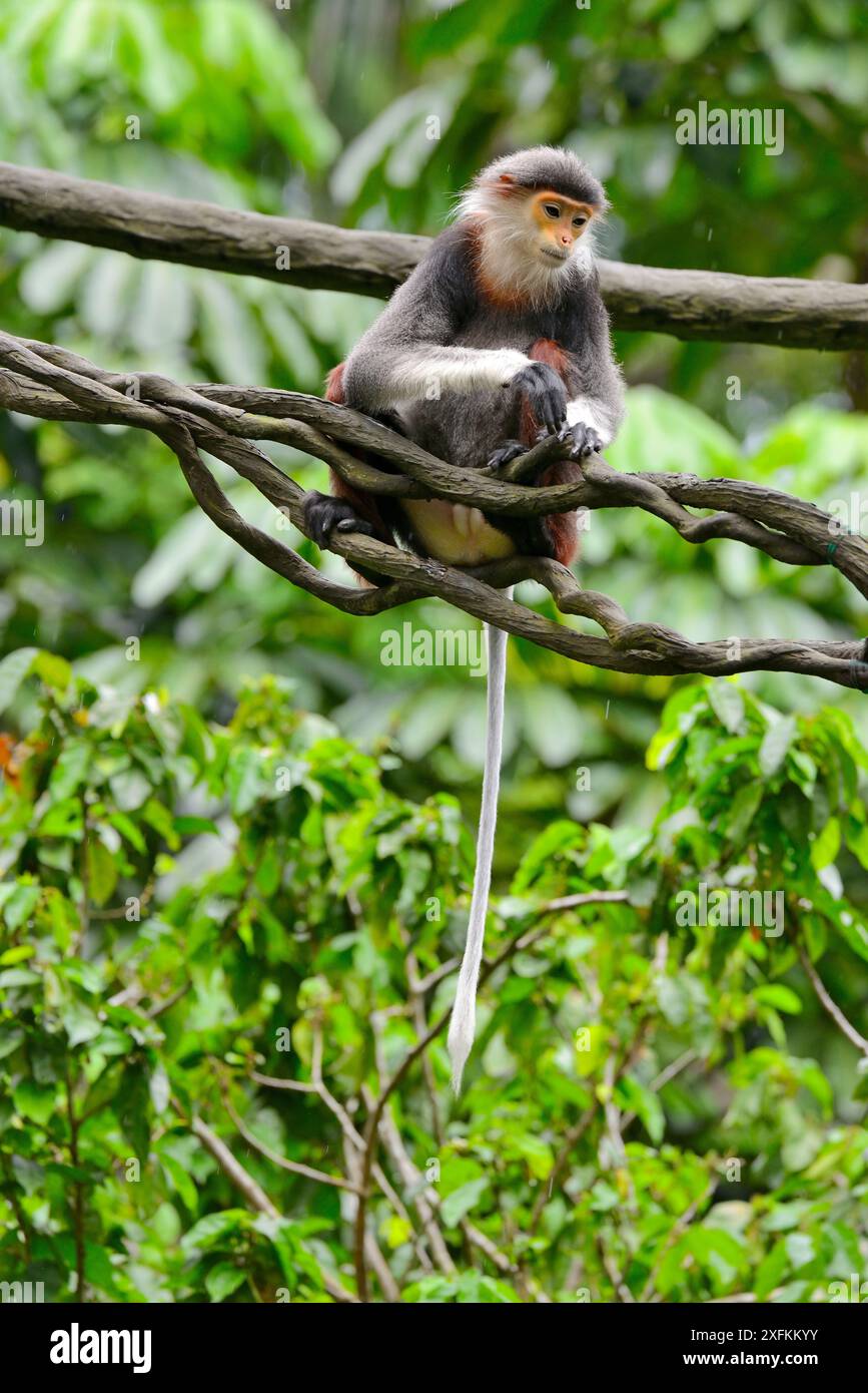 Red-shanked Douc langur (Pygathrix nemaeus). Captive, occurs in ...