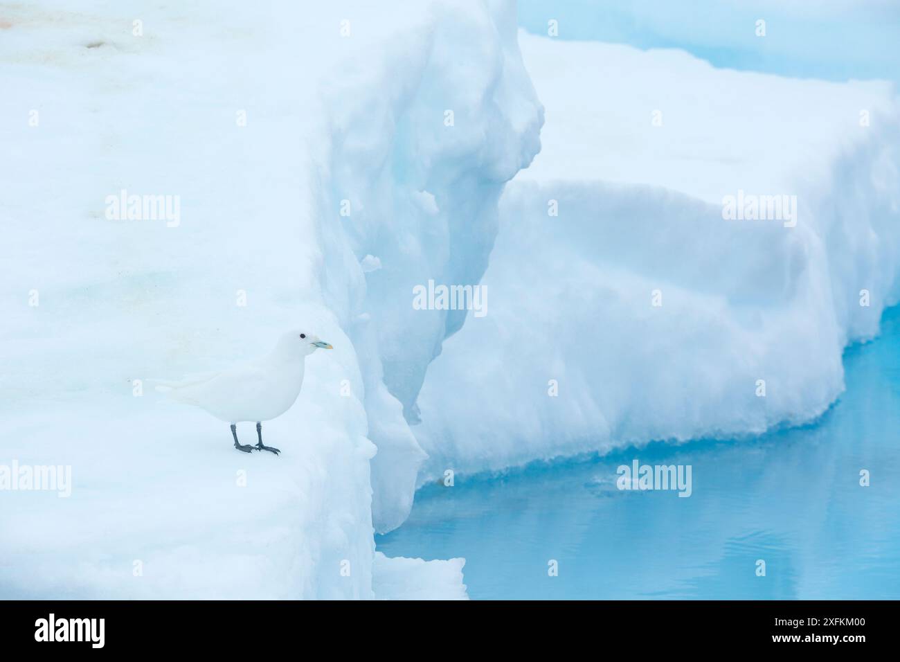 Ivory gull (Pagophila eburnea) resting on sea ice in the Arctic Ocean ...
