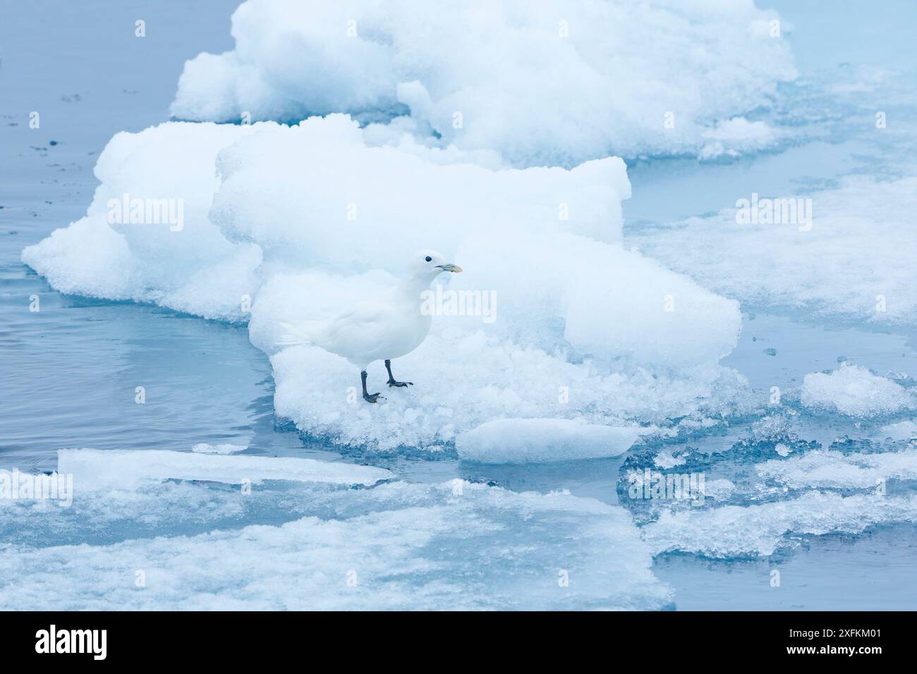 Ivory gull (Pagophila eburnea) resting on sea ice in the Arctic Ocean ...