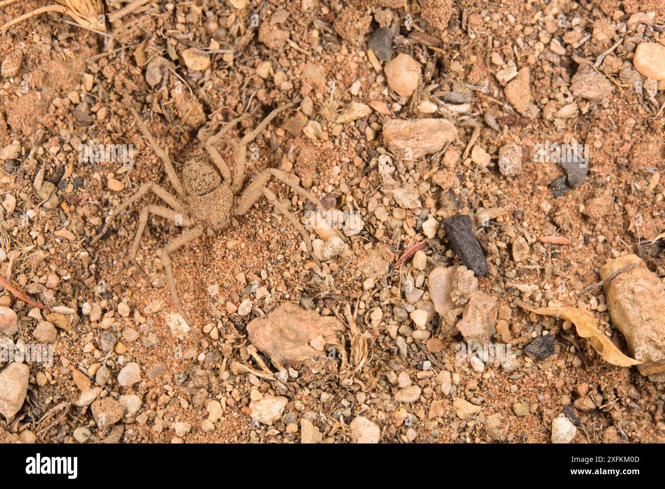 Spider (Sicarius sp) well camouflaged against the background thanks to ...