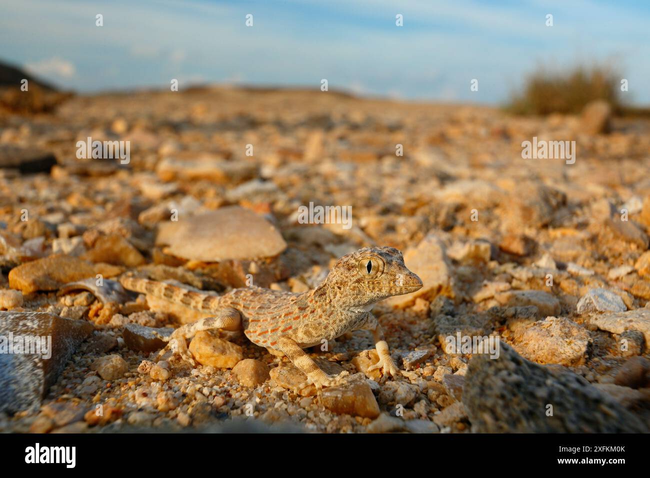 Scorpion gecko (Pristurus carteri) on Ras Al-Jinz Turtle Reserve beach ...