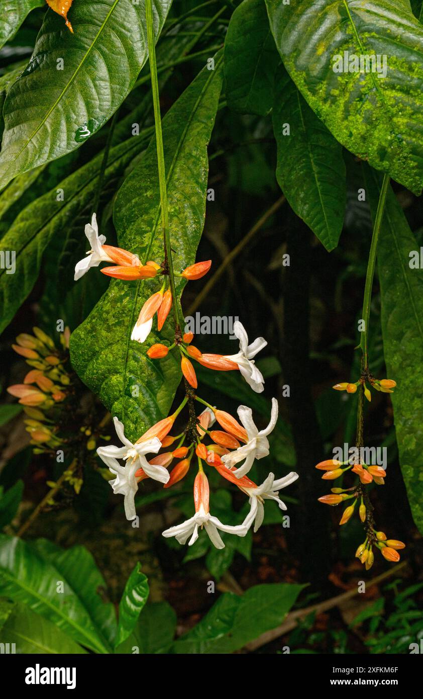 Erythrochiton is a genus of plant in family Rutaceae (Erythrochiton ...