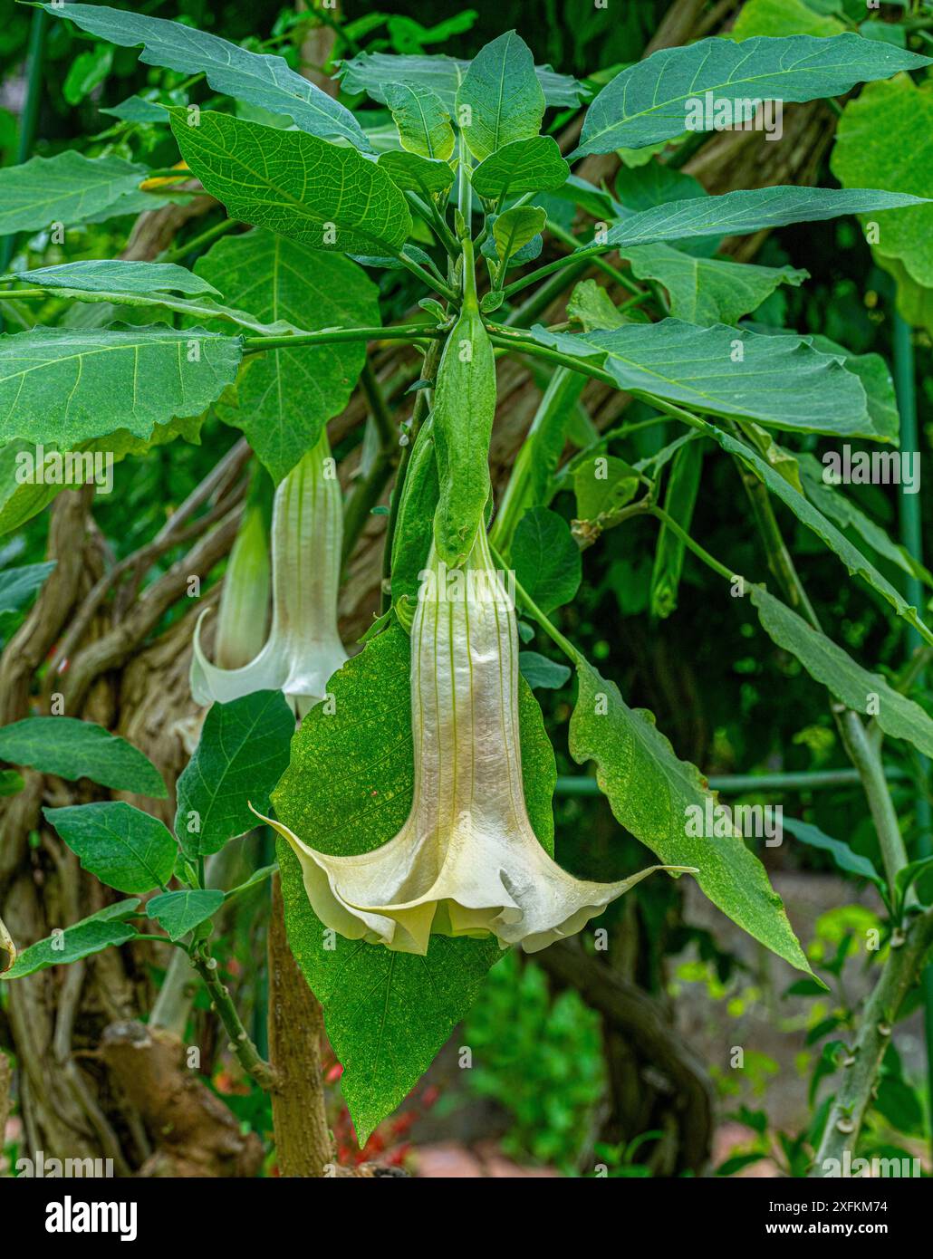Angel's trumpet (Brugmansia suaveolens), flowers, native to South ...