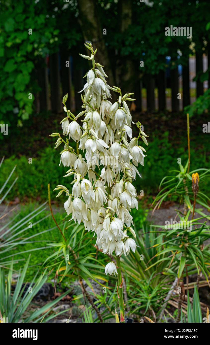 Yucca filamentosa ( Variegated Yucca ) in full flower Stock Photo - Alamy