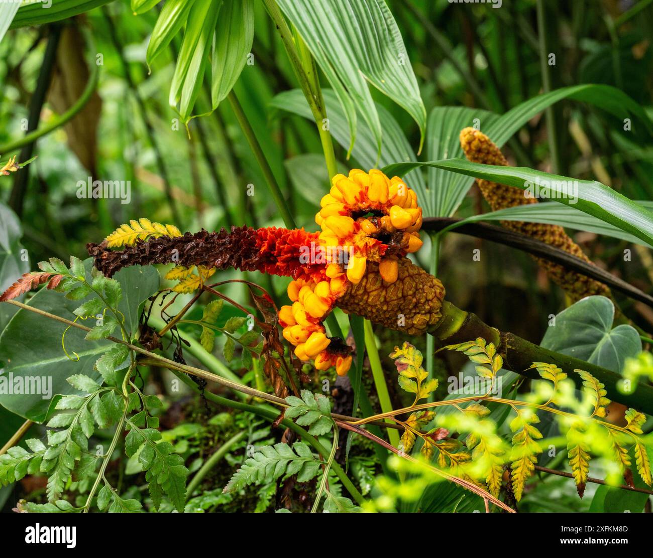 Carludovica palmata hi-res stock photography and images - Alamy