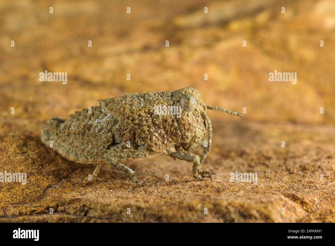 Toad grasshopper (Lamarckiana sp), young specimen very well camouflaged ...