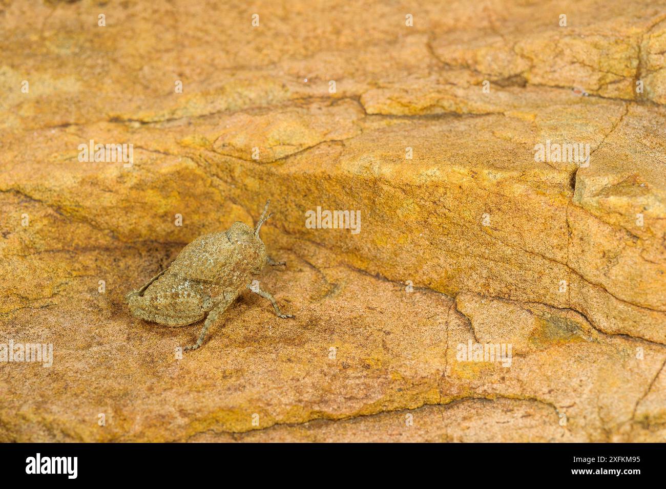 Toad grasshopper (Lamarckiana sp), young specimen very well camouflaged ...