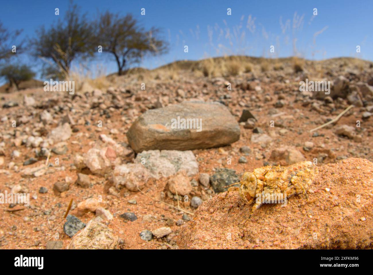 A tiny and bizarre looking (Pamphagidae) grasshopper in Namaqualand ...