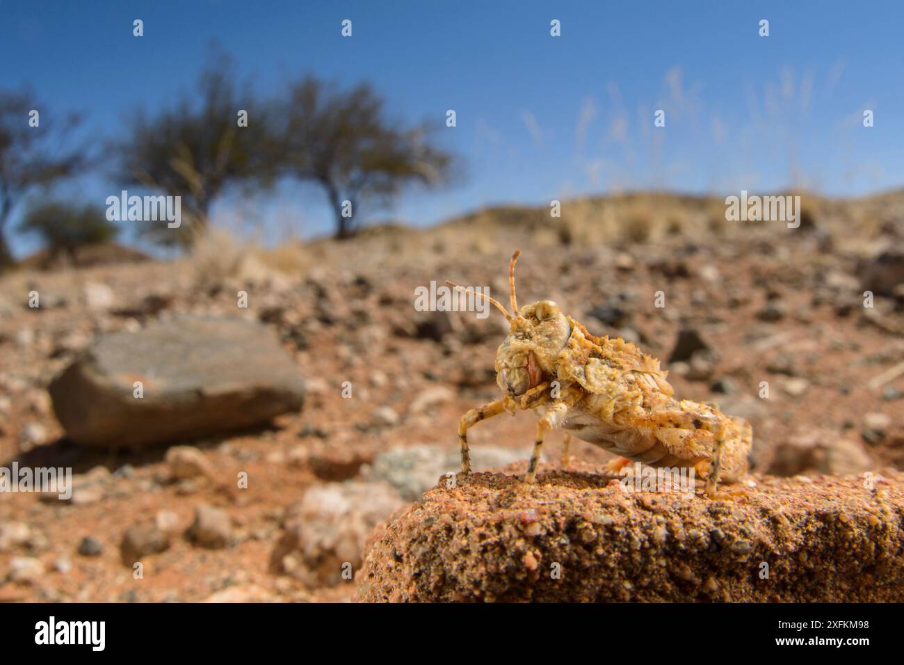 A tiny and bizarre looking (Pamphagidae) grasshopper in Namaqualand ...