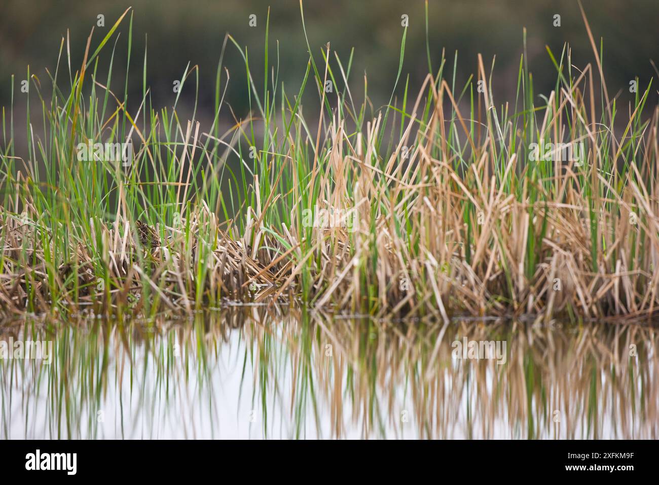 Common snipe (Gallinago gallinago) hidden in vegetation, Donana ...