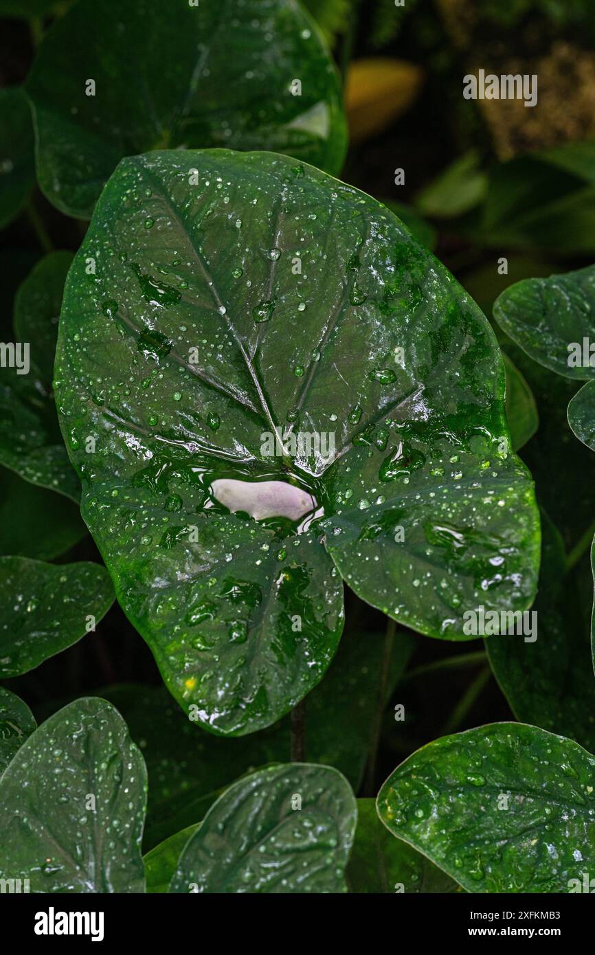 The lotus effect at Taro, coco yam, or Eddoe (Colocasia esculenta ...