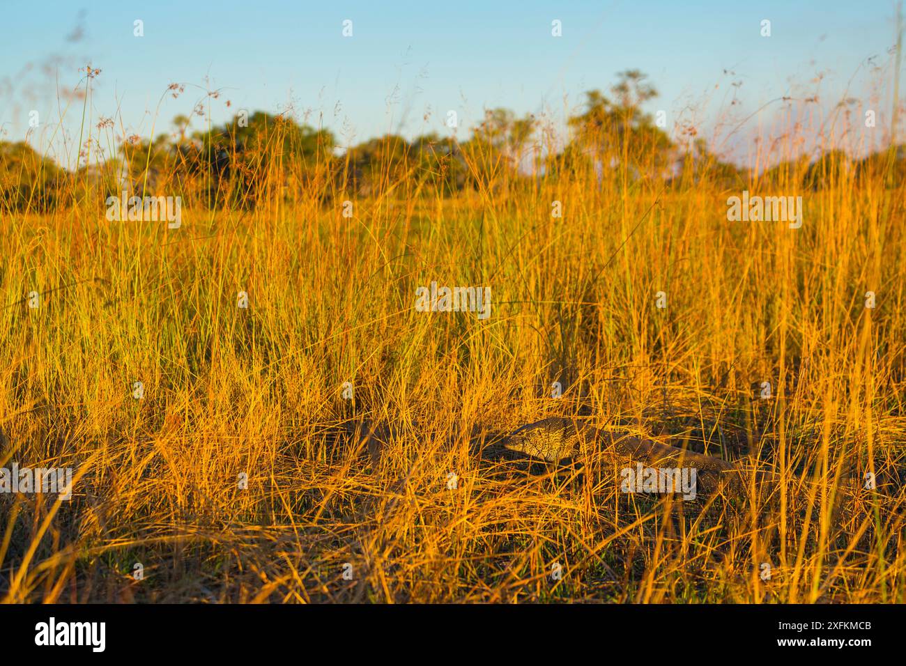 Nile monitor lizard okavango delta hi-res stock photography and images ...