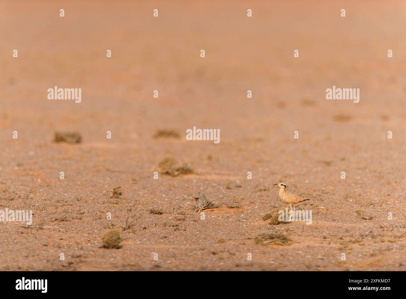 Cream-coloured Courser (Cursorius cursor) in desert, Western Sahara ...
