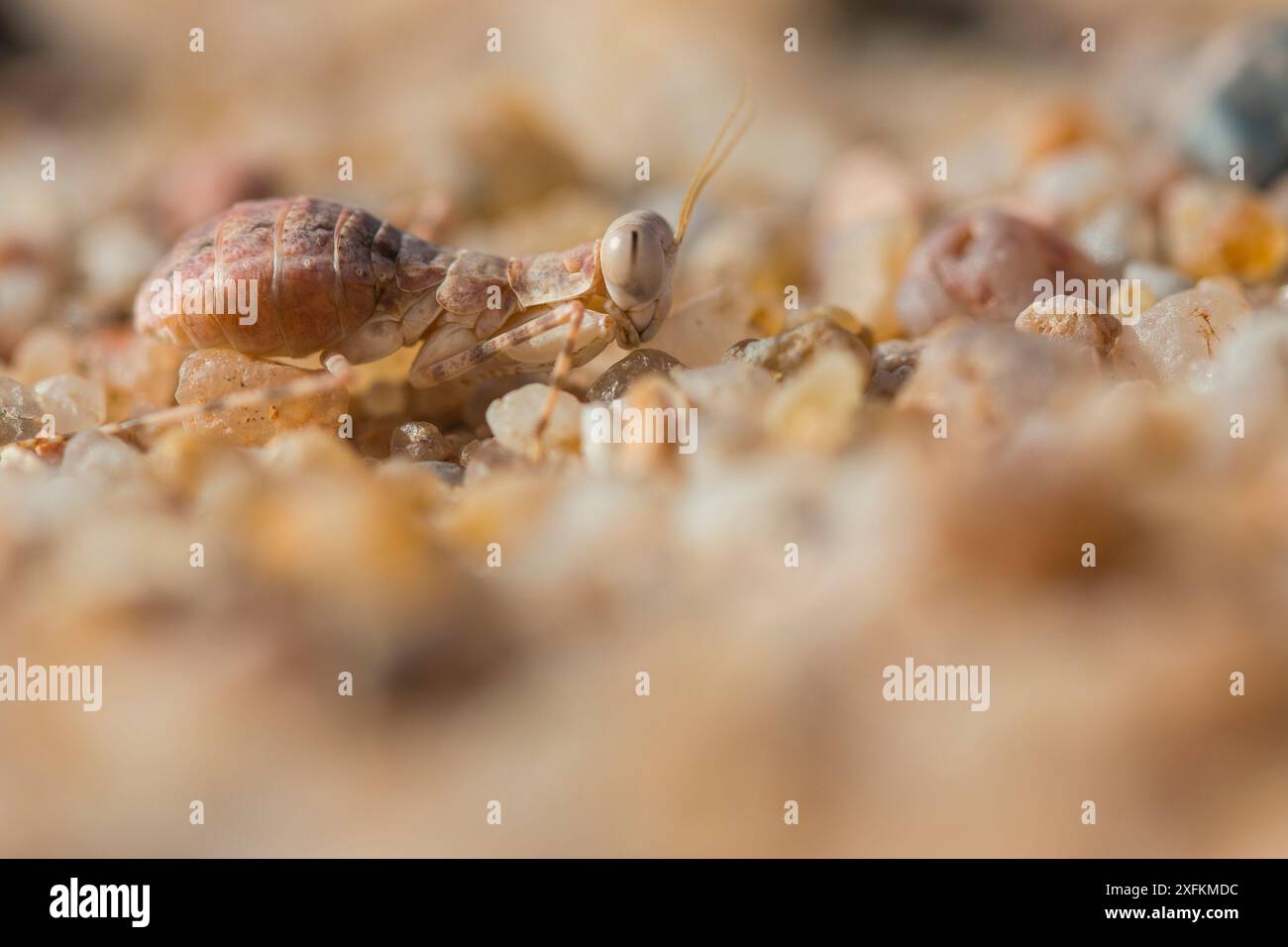 Desert mantis hi-res stock photography and images - Alamy