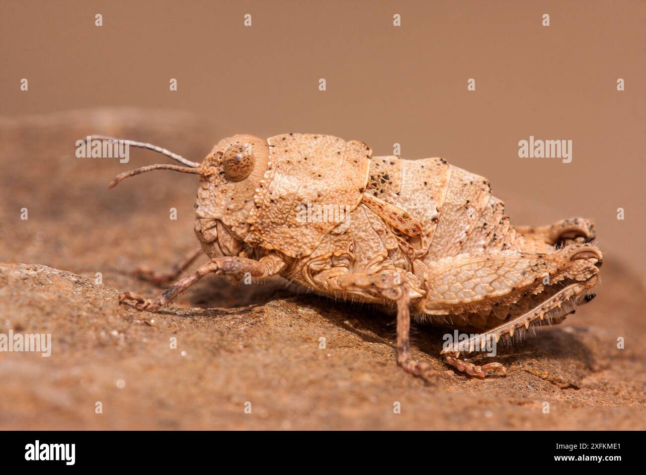 Grasshopper (Pamphagidae) in desert, Morocco Stock Photo - Alamy