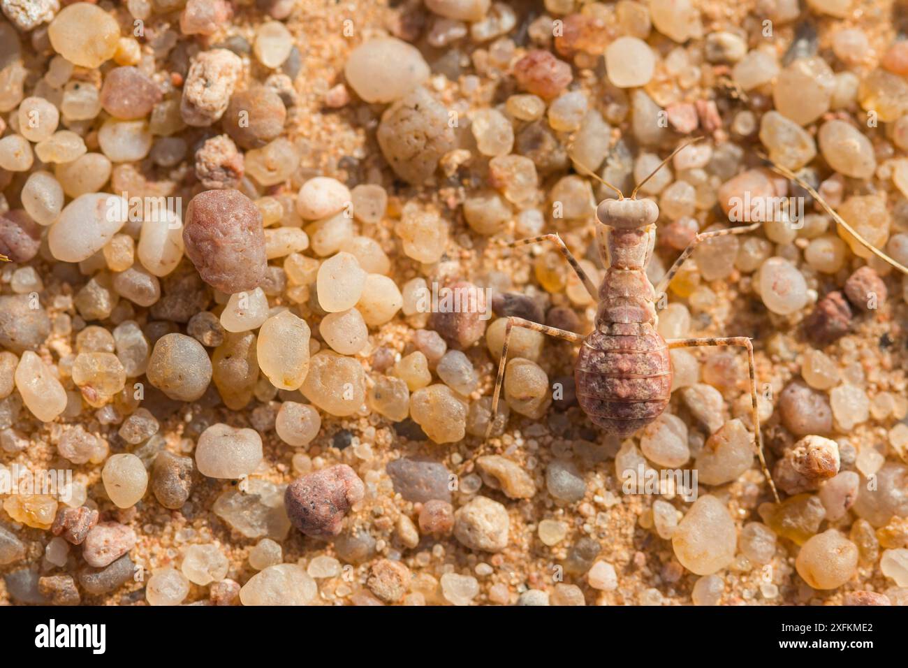 Desert mantis hi-res stock photography and images - Alamy