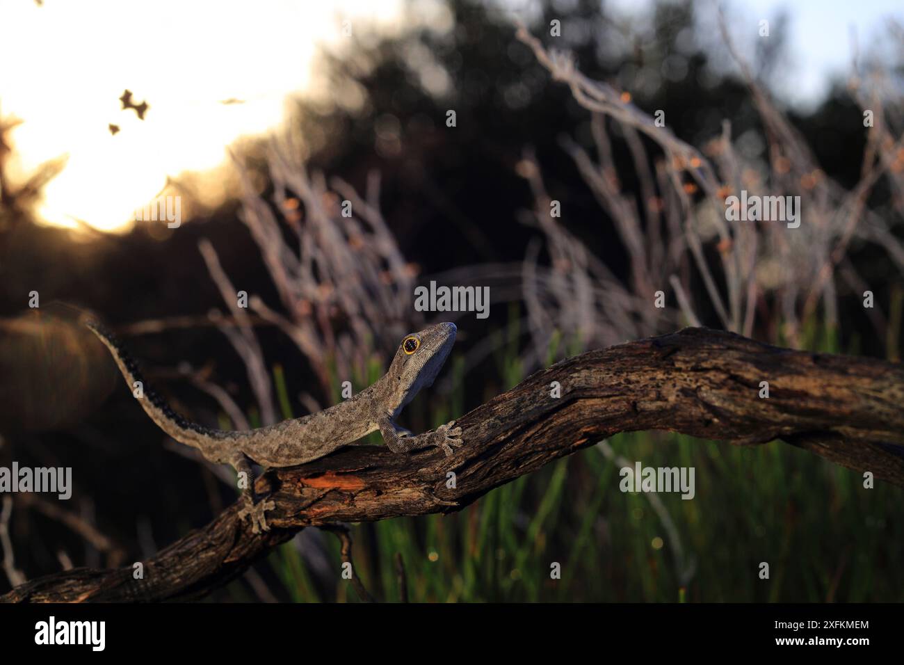 Spiny tailed gecko spinigerus hi-res stock photography and images - Alamy