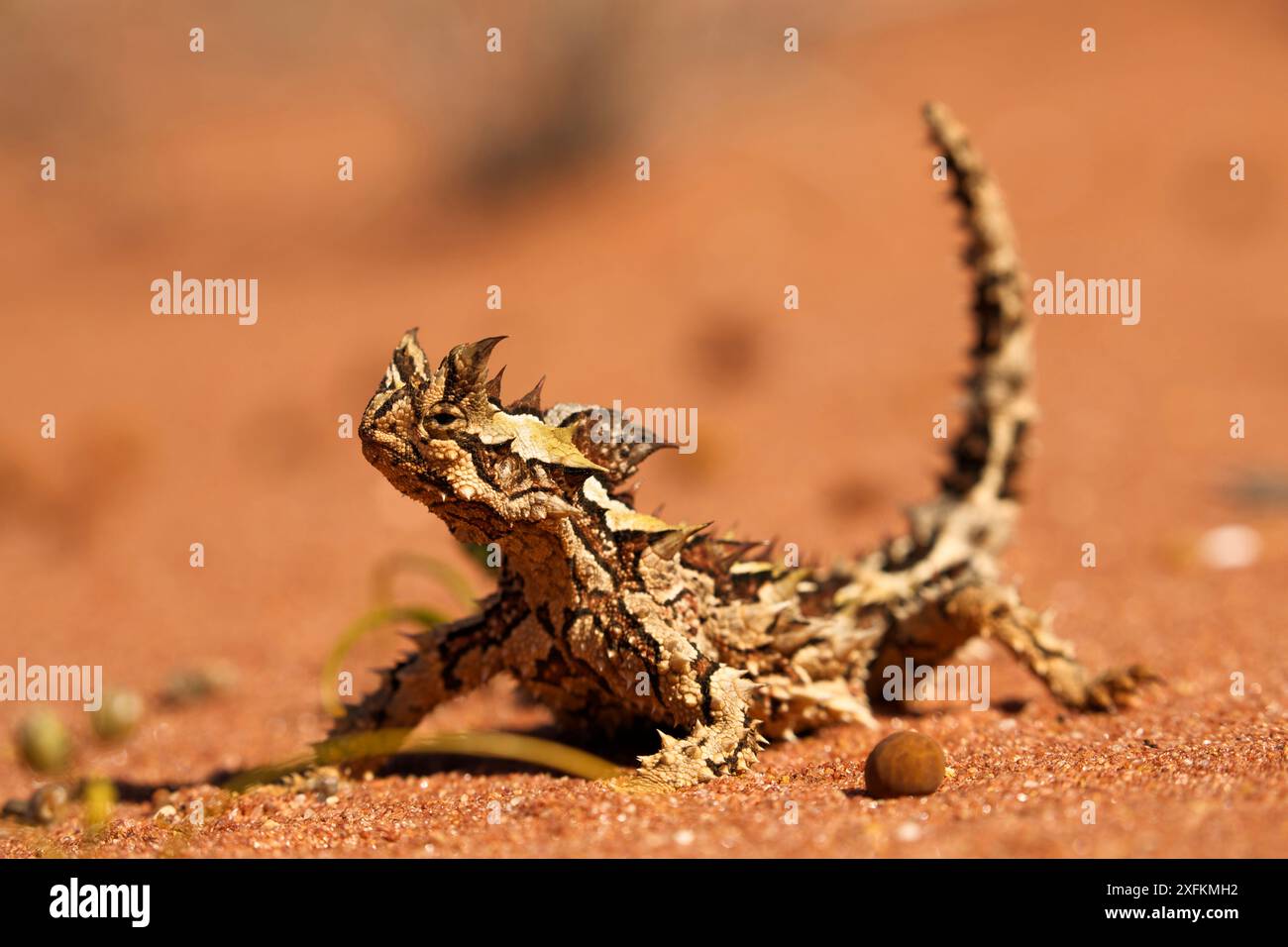 Thorny dragon (Moloch horridus) in desert habitat, Australia Stock ...