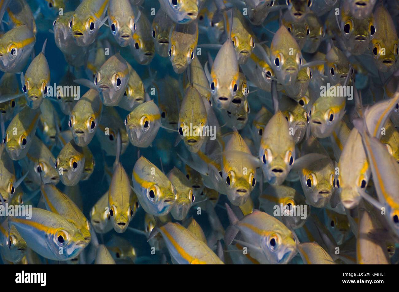 Bigeye scad (Selar crumenophthalmus). Raja Ampat, West Papua, Indonesia ...