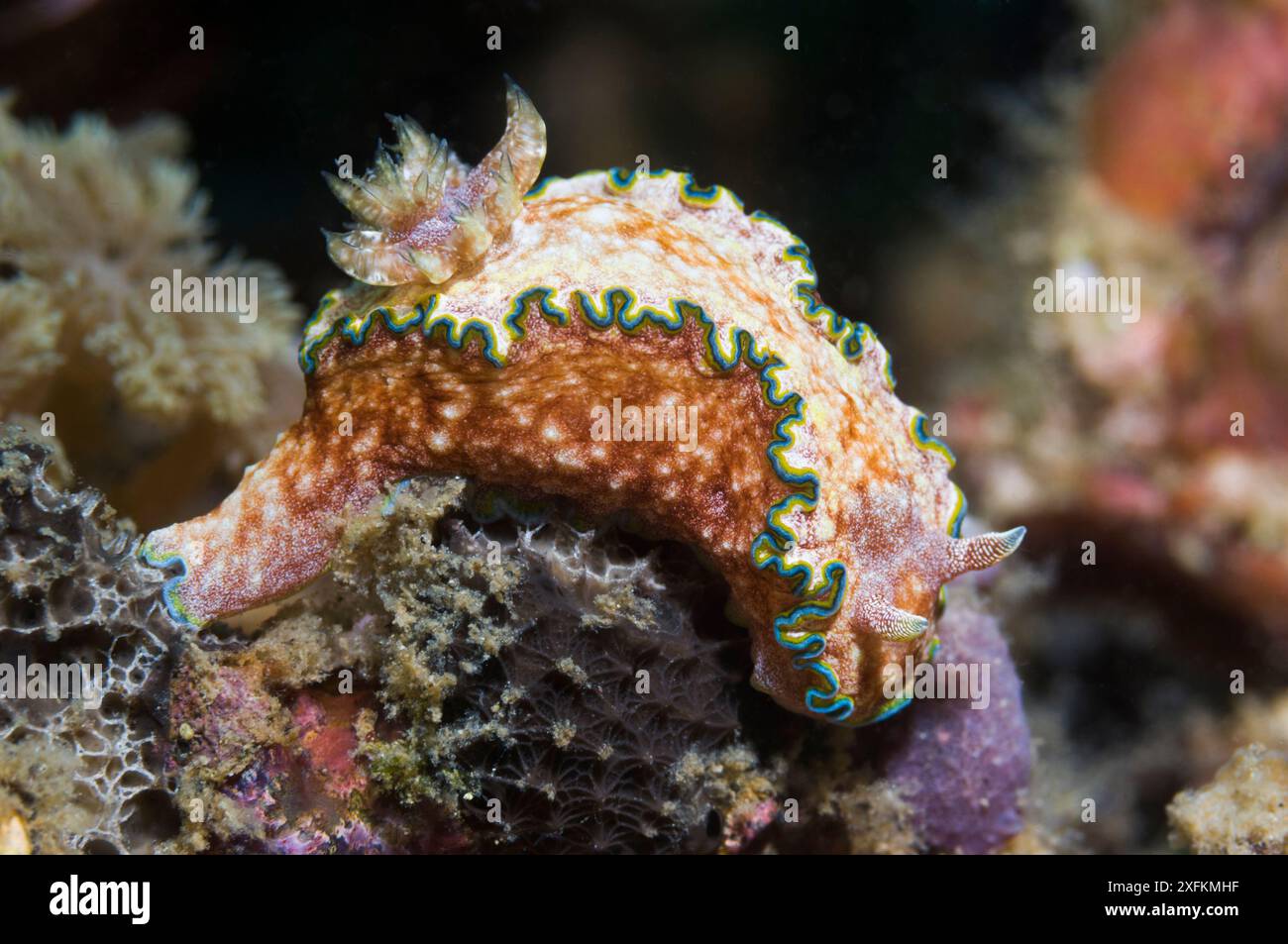 Nudibranch (Glossodoris cincta) Indonesia Stock Photo - Alamy