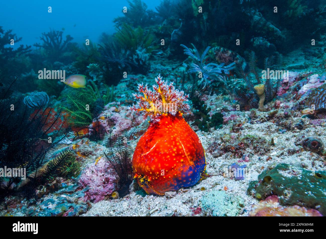 Sea apple (Pseudocolochirus violaceus) Komodo National Park, Indonesia ...