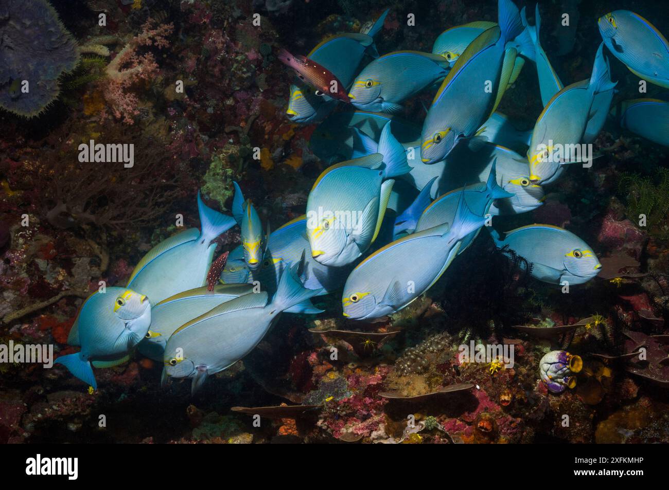 Elongate surgeonfish (Acanthurus mata) at a cleaning station with Diana ...
