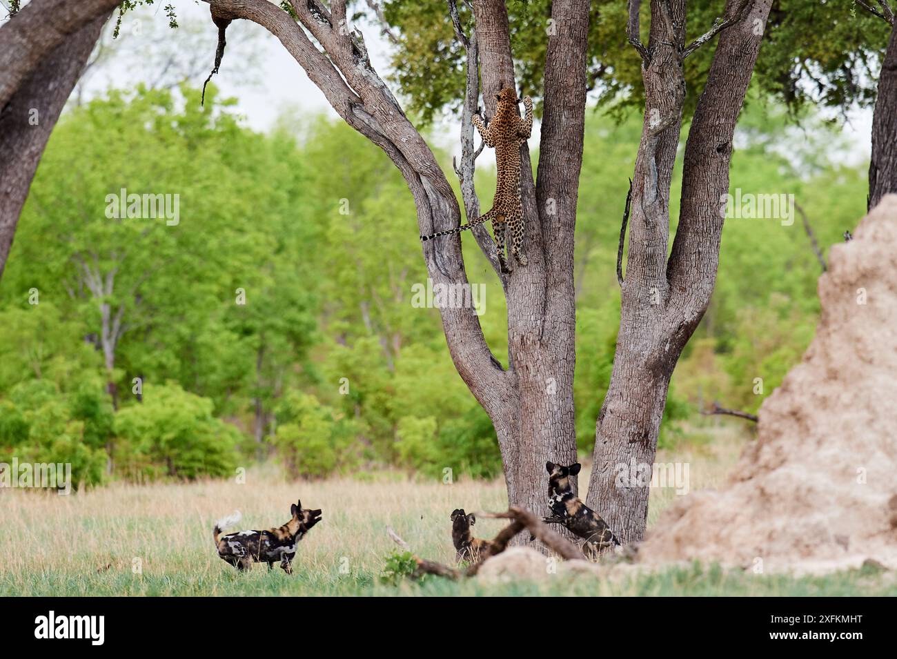 African wild dog (Lycaon pictus) pack at base of tree where the Leopard ...