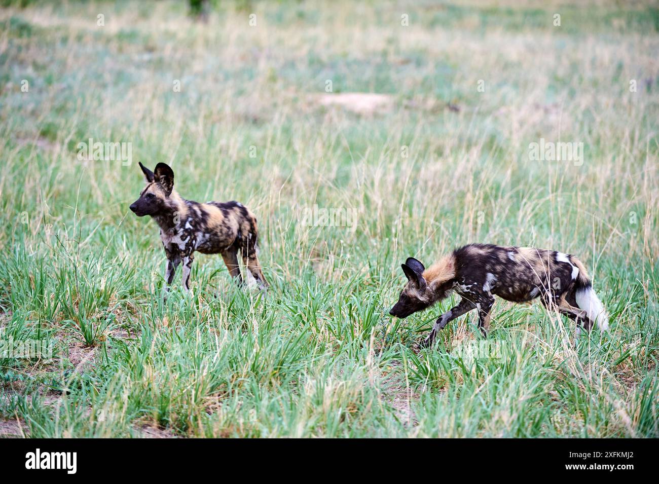 Two African wild dogs (Lycaon pictus) walking in savanna. Hwange ...