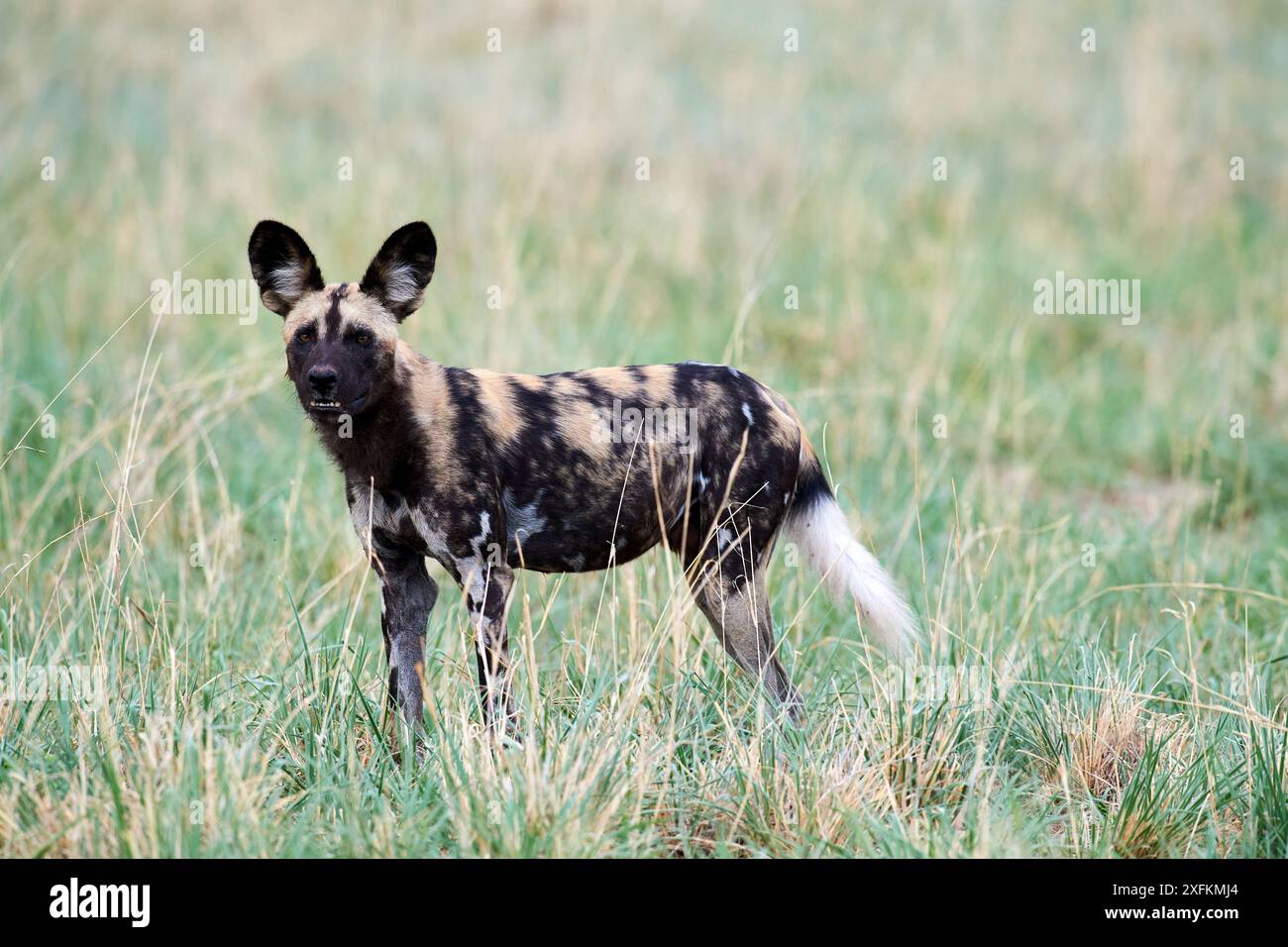 African wild dog (Lycaon pictus) walking in savanna. Hwange National ...