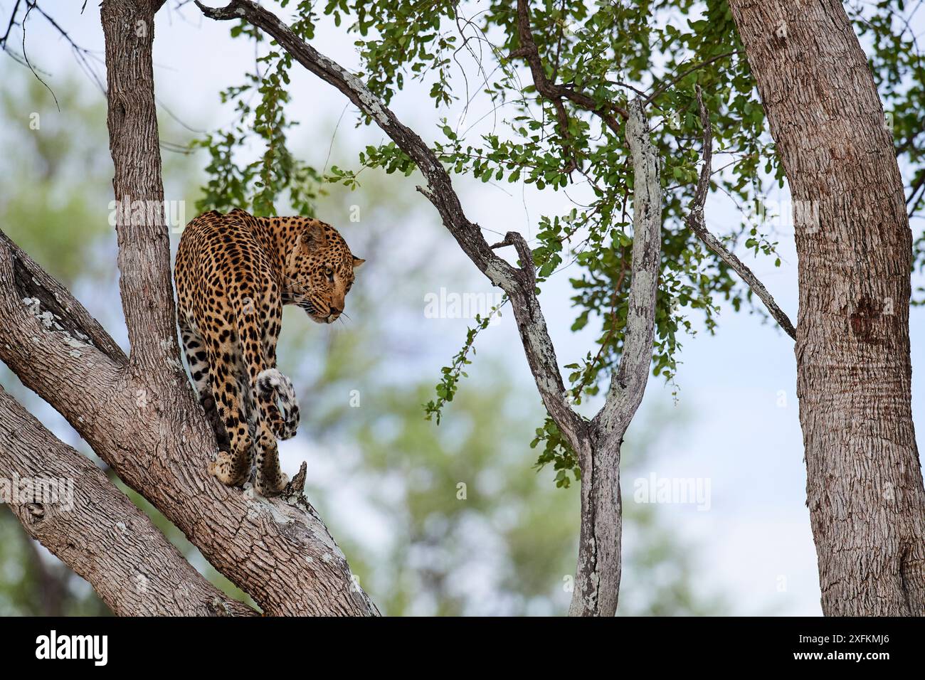 African Leopard (Panthera pardus) in a tree. Hwange National Park ...