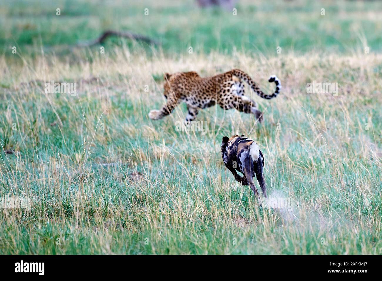 African wild dog (Lycaon pictus) chasing a Leopard (Panthera pardus ...