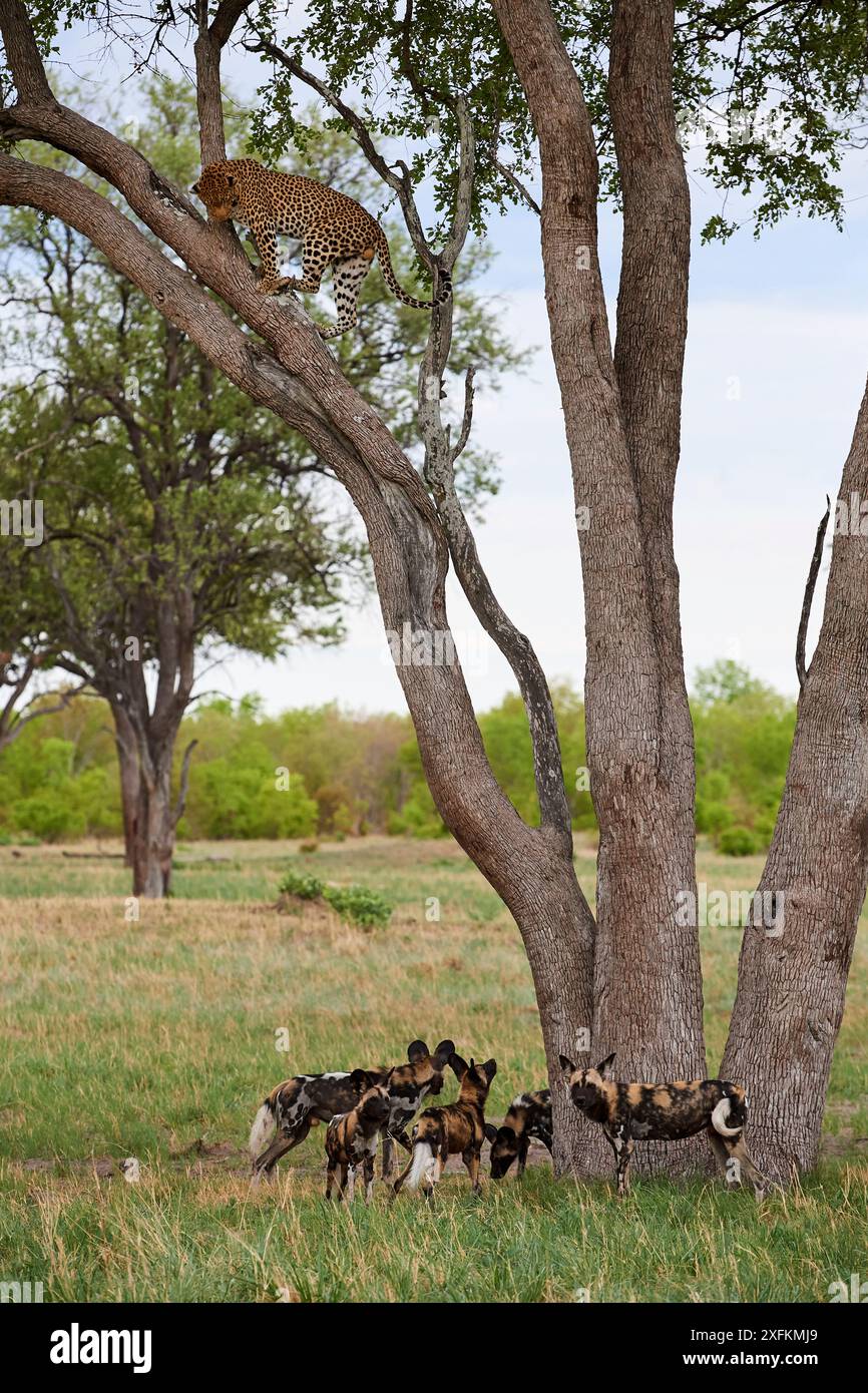 African wild dog (Lycaon pictus) pack at base of tree where the Leopard ...