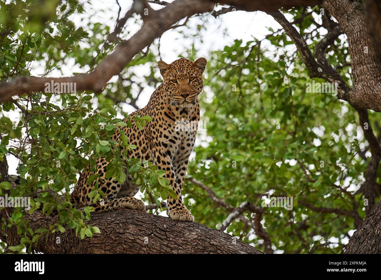 African Leopard (Panthera pardus) in a tree. Hwange National Park ...