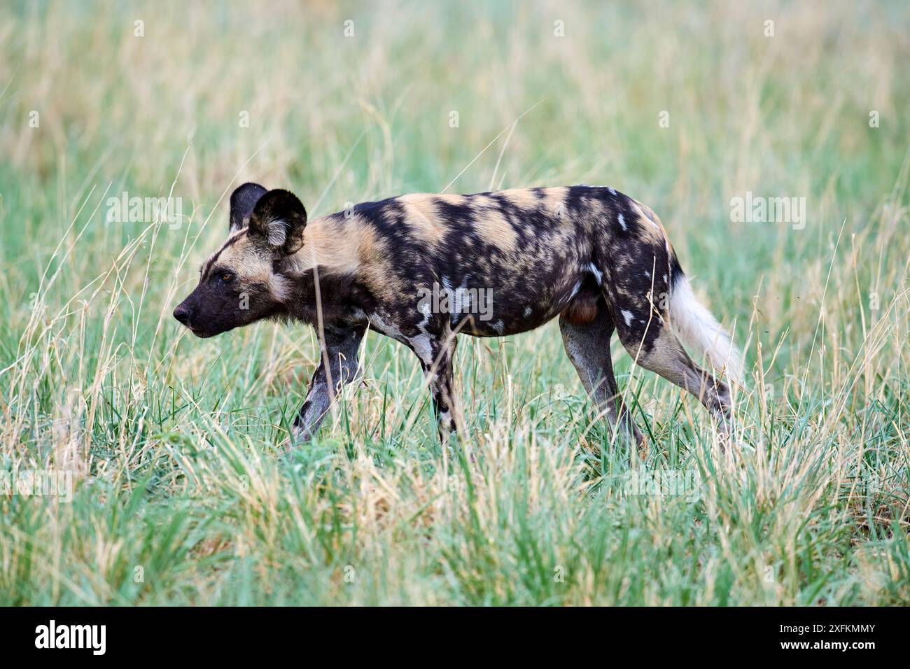 African wild dog (Lycaon pictus) walking in savanna. Hwange National ...