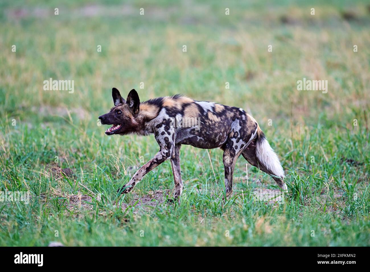 African wild dog (Lycaon pictus) walking in savanna. Hwange National ...