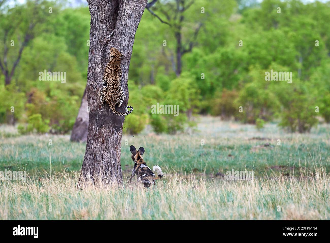 African wild dogs (Lycaon pictus) chasing a Leopard (Panthera pardus ...