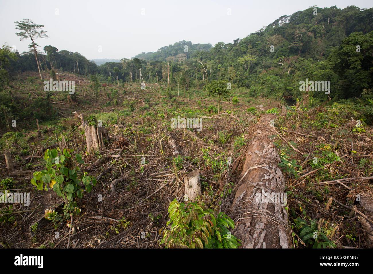 Rainforest deforestation for palm oil hi-res stock photography and ...