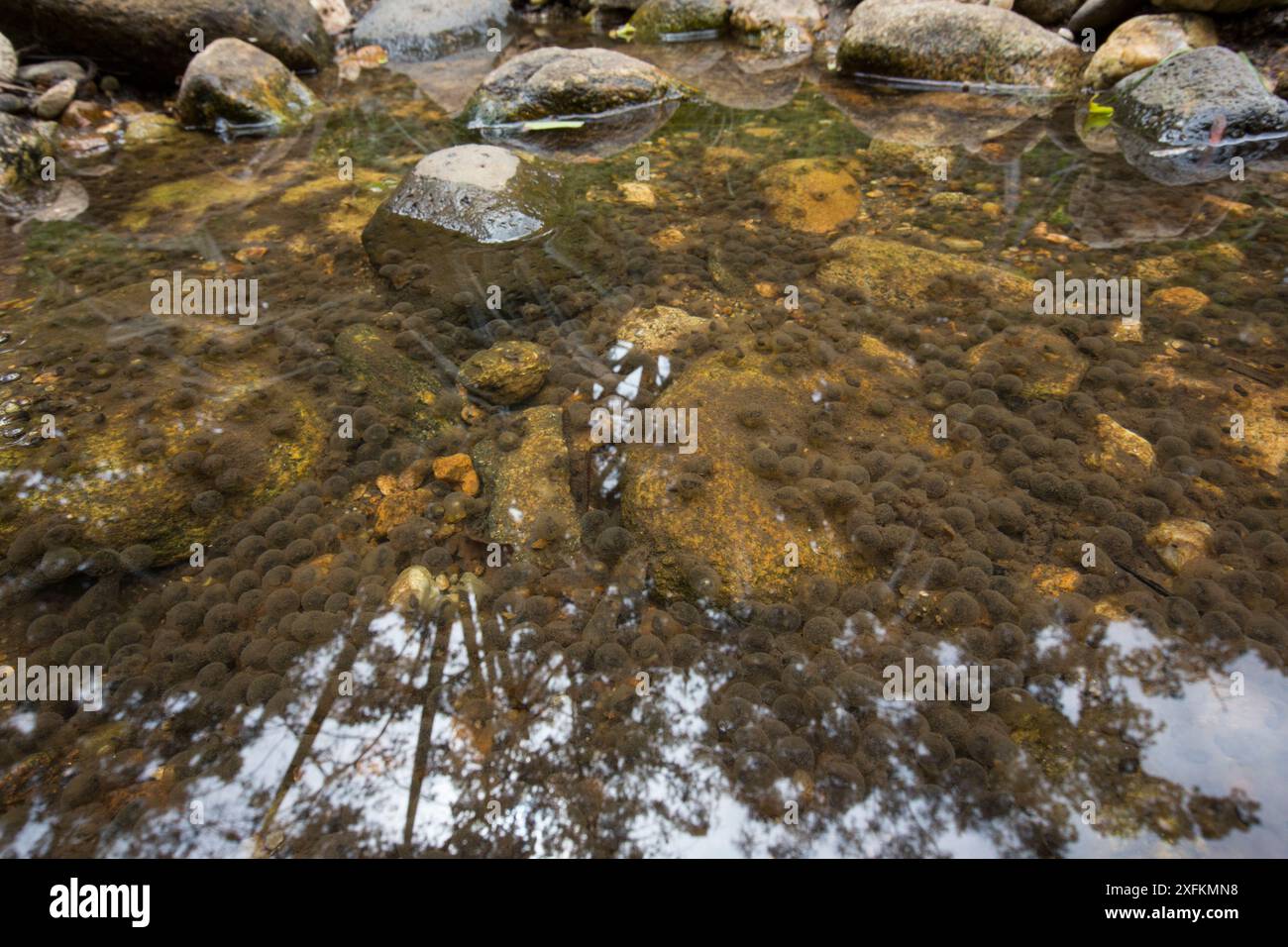 Goliath frog (Conraua goliath) eggs in pond, Cameroon Stock Photo - Alamy