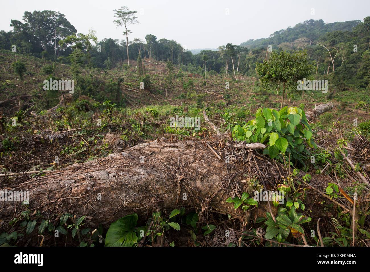 Tropical rainforest cut to plant oil palm tree. Nkongsamba area ...