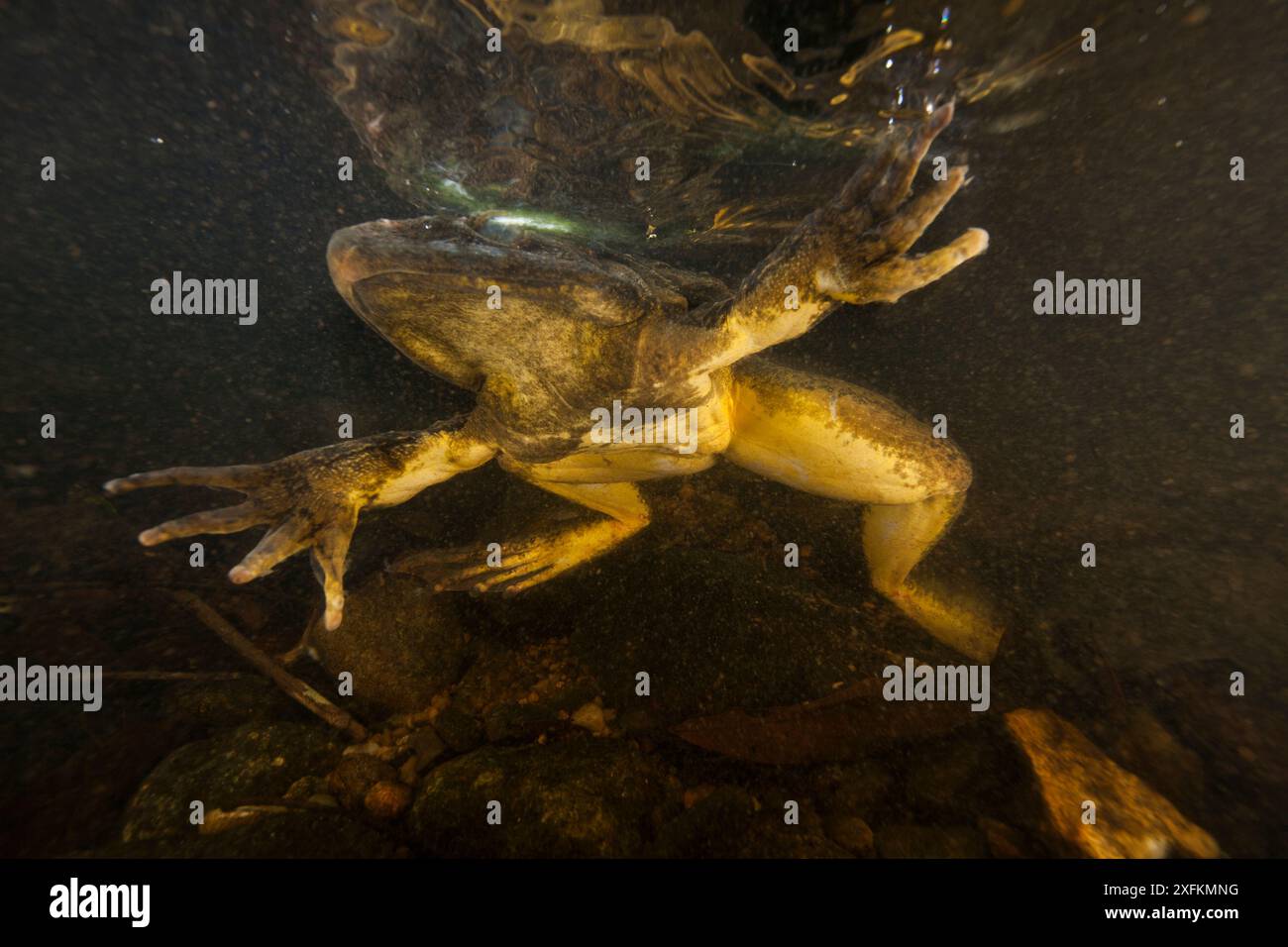 Goliath frog (Conraua goliath) underwater, Cameroon Stock Photo - Alamy