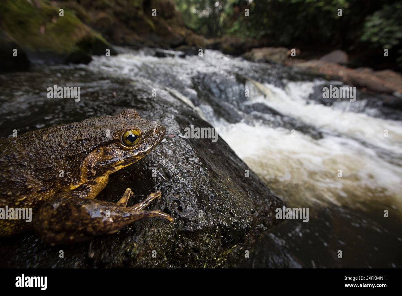 Goliath frog cameroon hi-res stock photography and images - Alamy