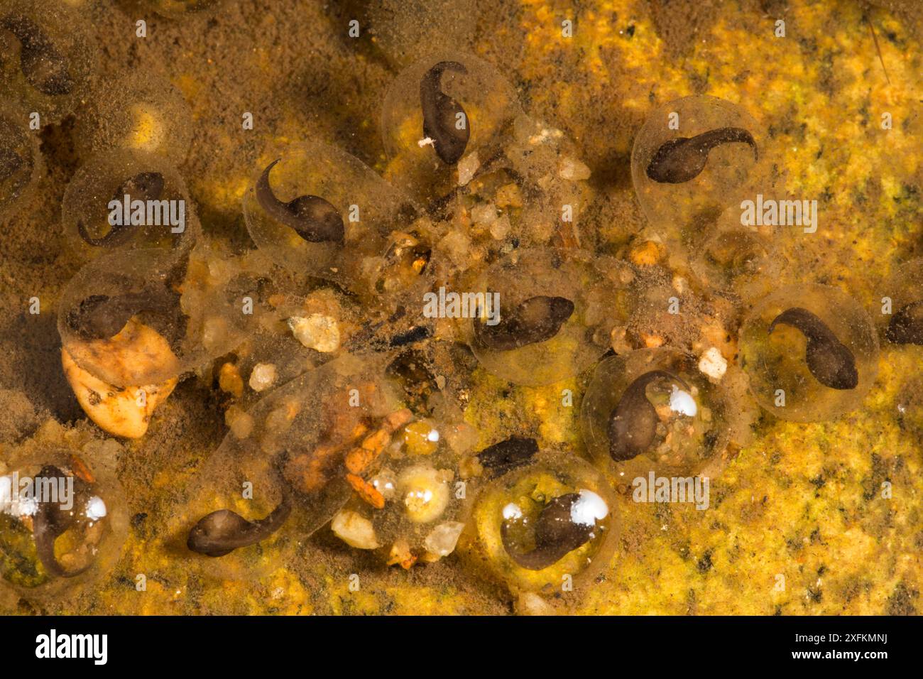Goliath frog (Conraua goliath) eggs with embryos, Cameroon Stock Photo ...