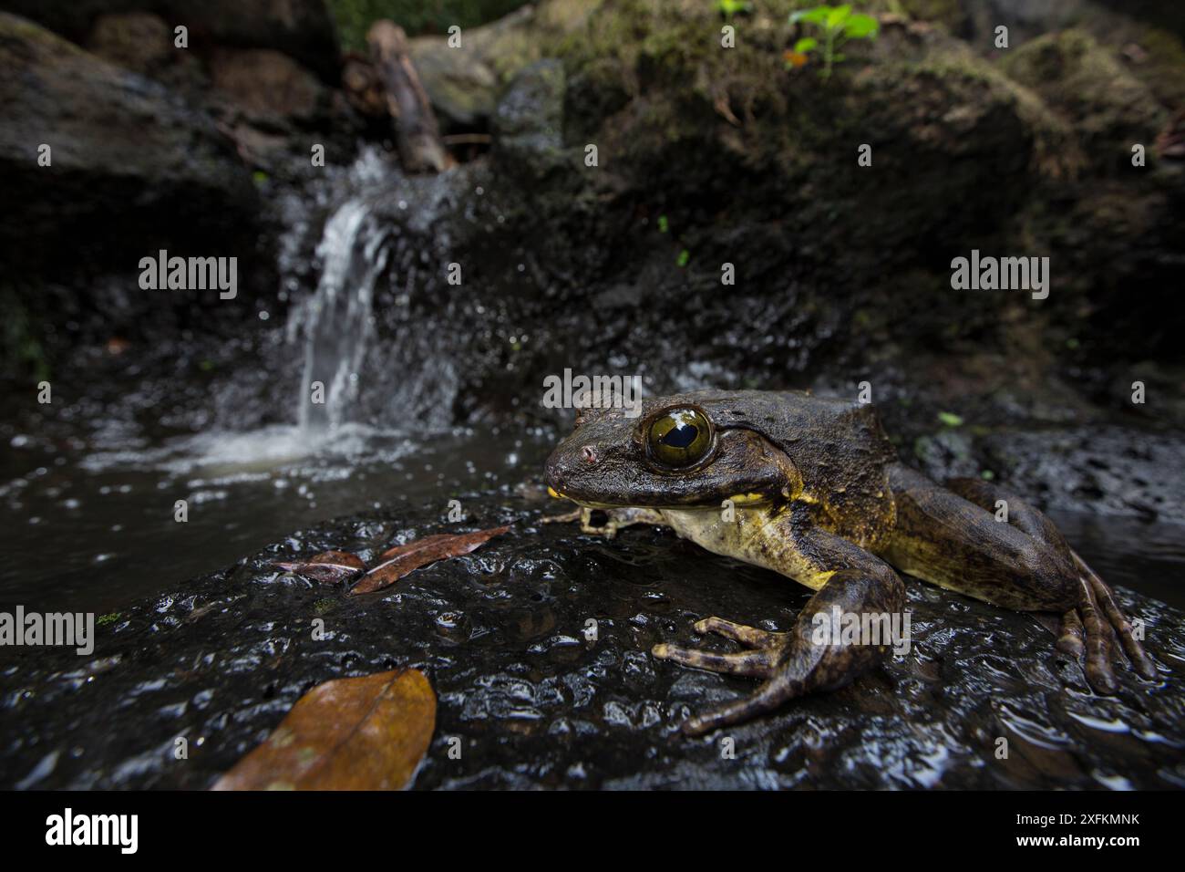 Goliath frog (Conraua goliath) near pool with waterfall. Cameroon Stock ...