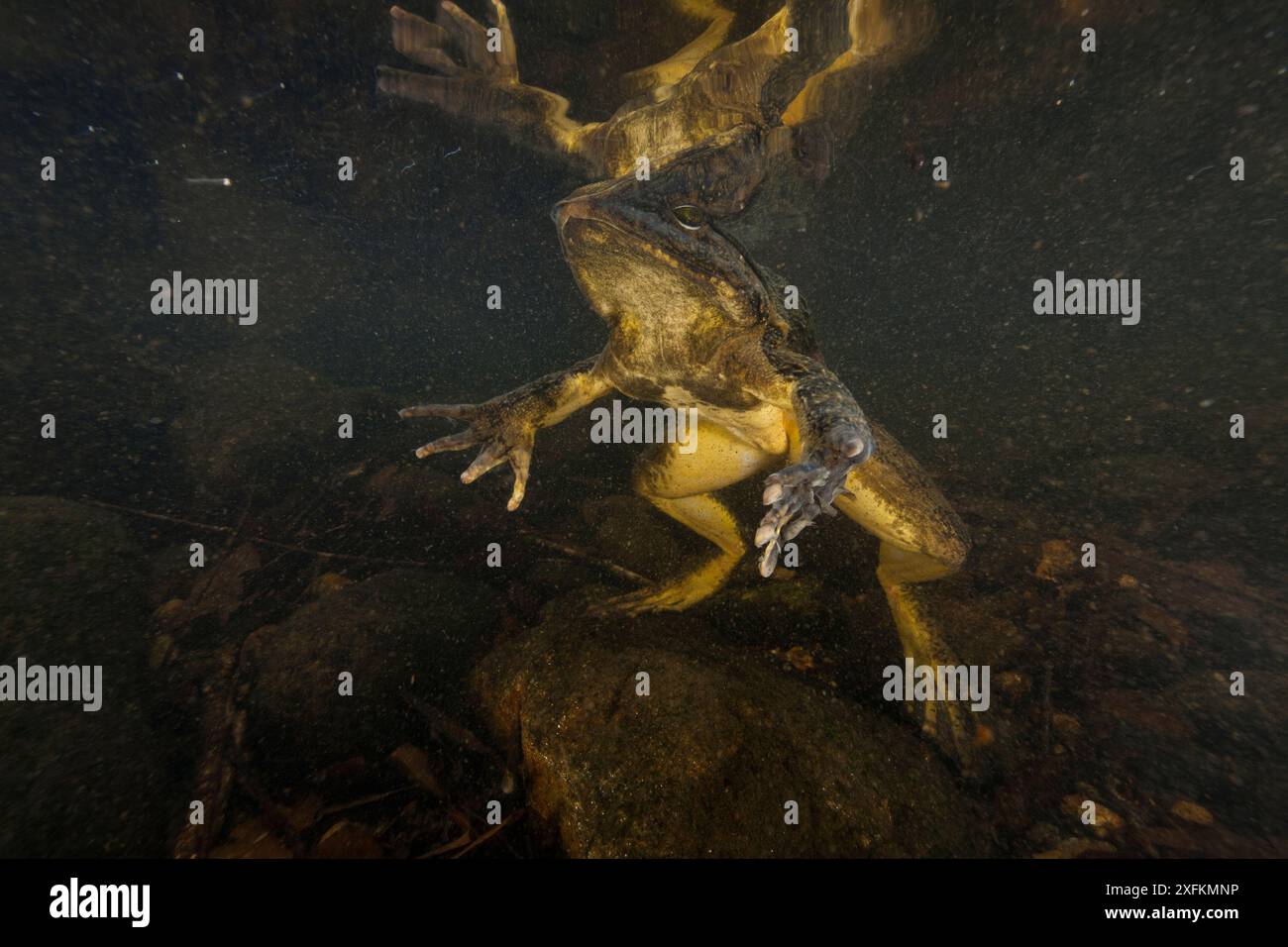Goliath frog conraua goliath hi-res stock photography and images - Alamy
